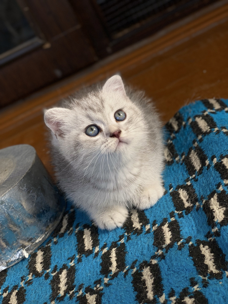 Котенок Шиншилла 150$