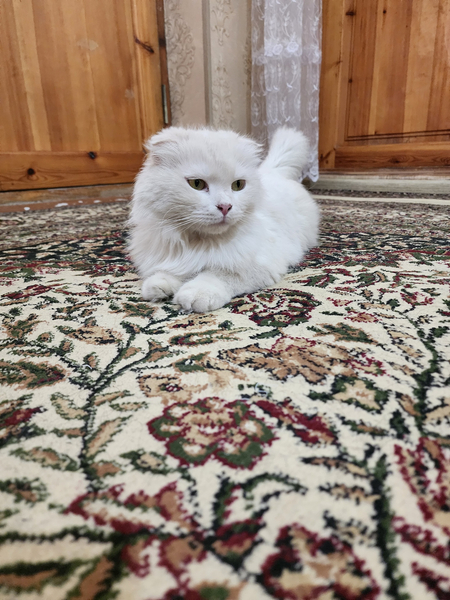 Продаётся кошка Хайленд фолд