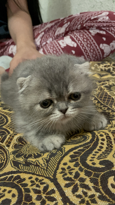 Веслоухий котенок