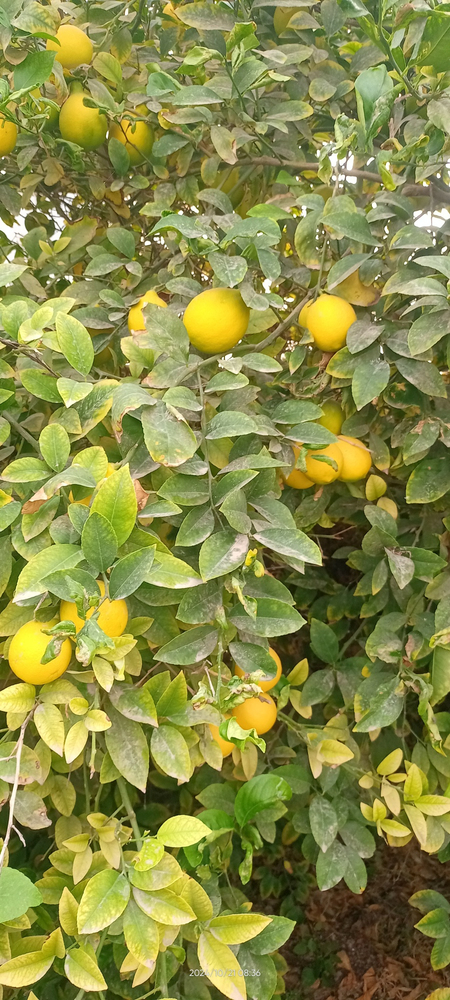 Limon limon sotiladi