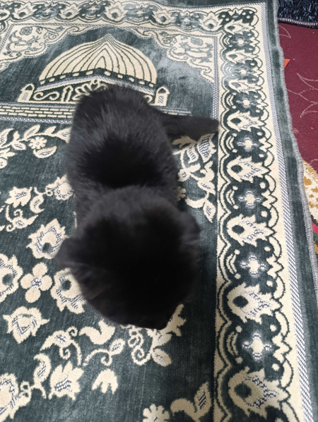 Mushuk bolasi sotiladi sutdan chiqgan aqilli