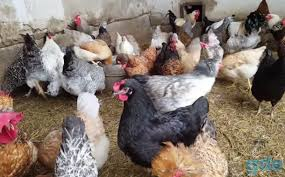 Продаются домашние куры и цыплята
