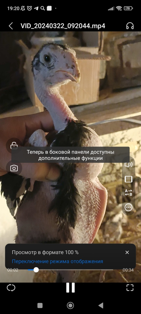 Тозза привазнойлардан чиккан жужалар сотувда