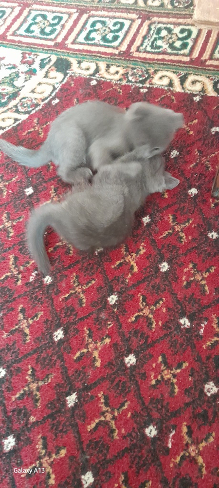 Скотиш фолд сотилади болалари