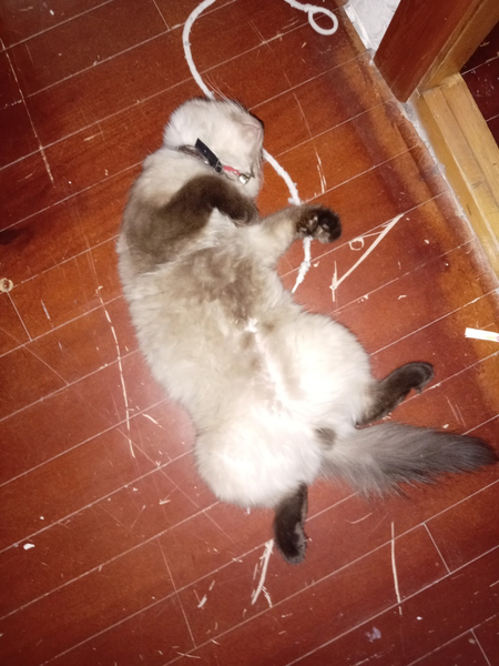 Сиамский Кот домашний 1 годик