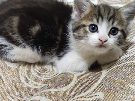 Продам котят мама шиншилла