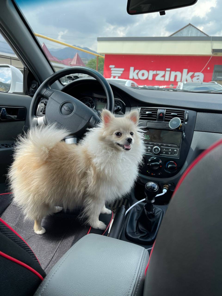 Померанский шпиц $500