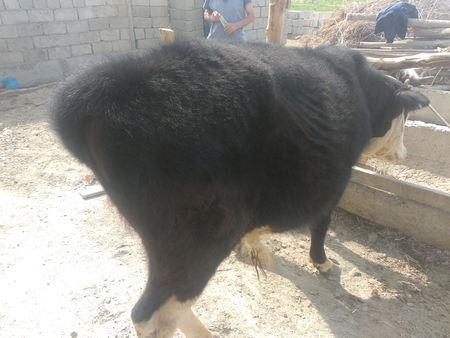 Buxopo vobkent tumani