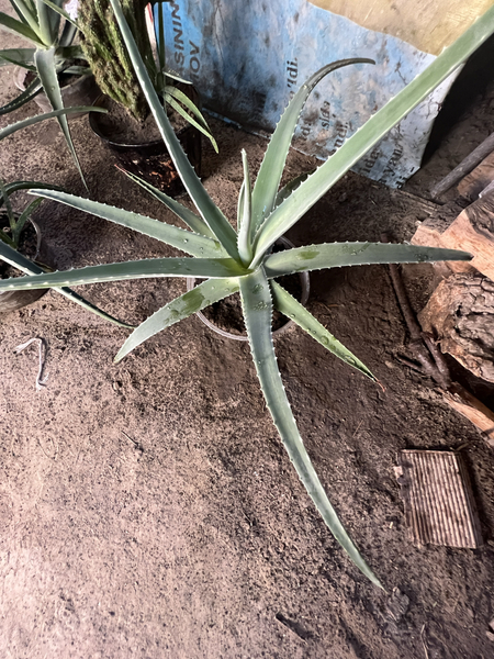 10.000 dan 40.000 gacha aloe gullari