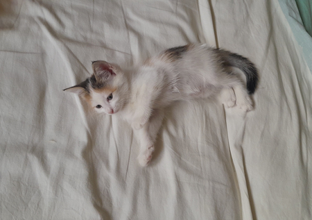 Котята девочки 2 месяца
