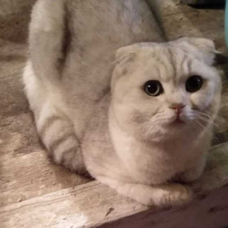 Приглашаем на вязку, серебристый вислоухий кот.