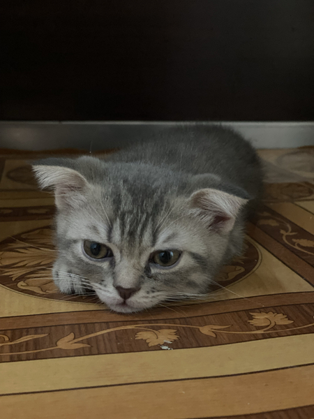 Продаётся котёнок (мальчик)