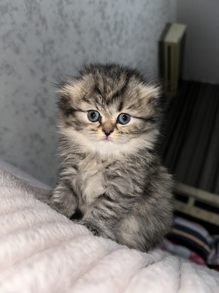 Продается котята