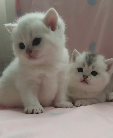 Сотилади Британский шиншилла чистокровный Киз &Угл
