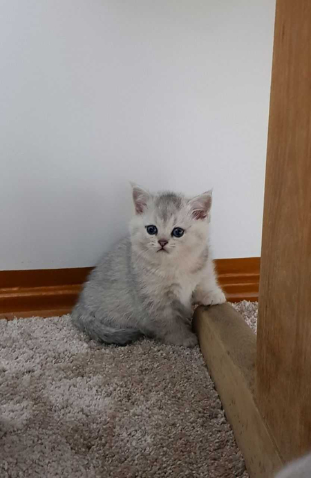 Британские котята