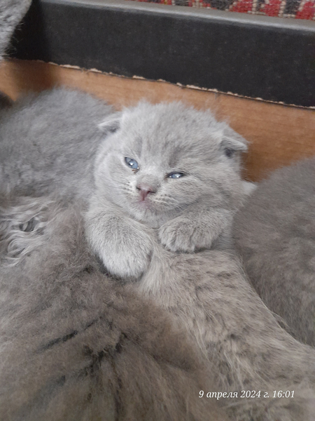 Продаются чистокровные британские котята