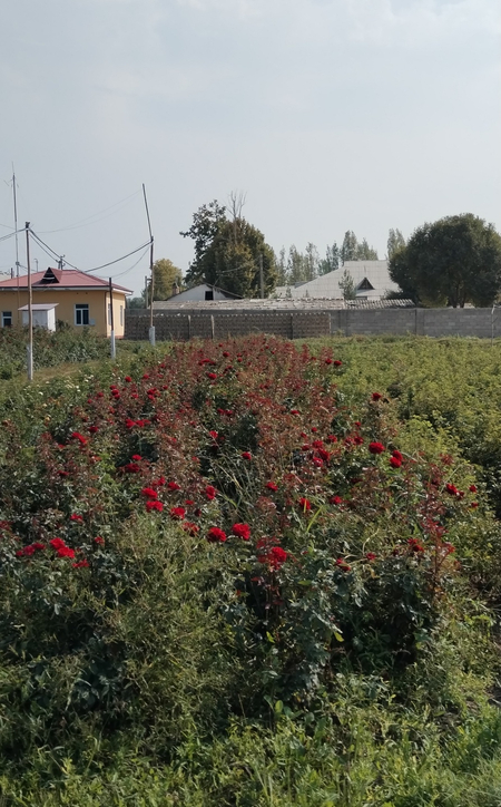 Атиргул кучатлари