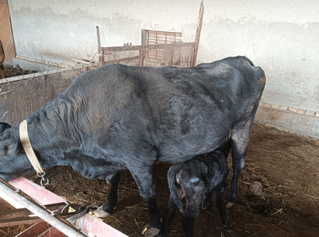 Egizak tuqqan Angus Sigir sotiladi