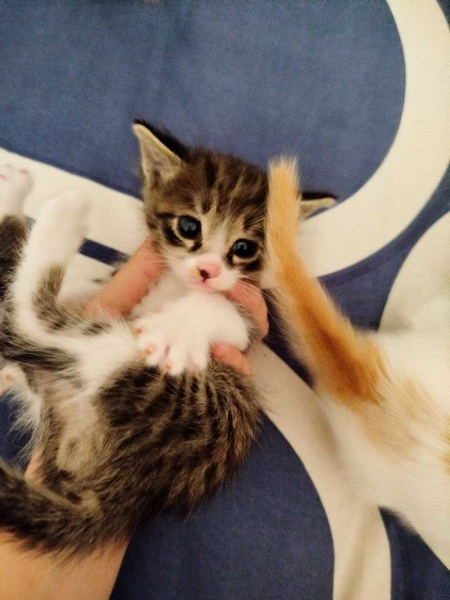 Отдам котят/Mushukchalarni beraman
