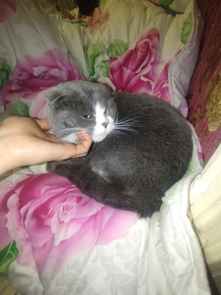 Вислоухий кот британец