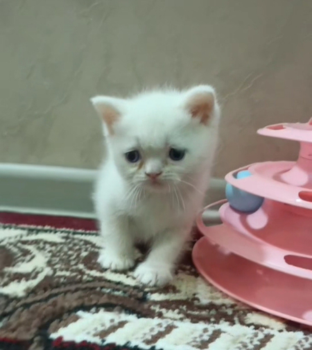 Продается Котята скоттиш фолд и страйт