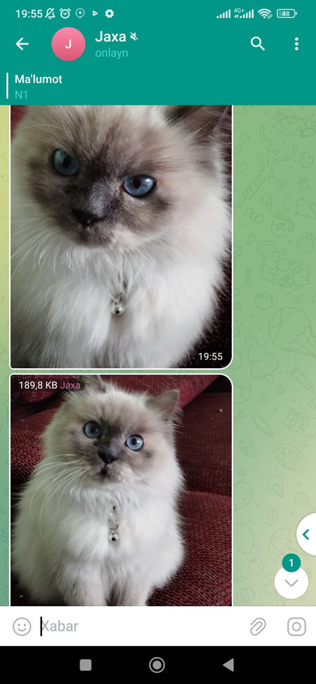 Mushuk yoʻqoldi ismi COCO,,zoti Persian