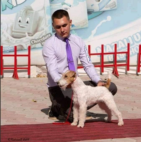 Обучение и воспитание собак