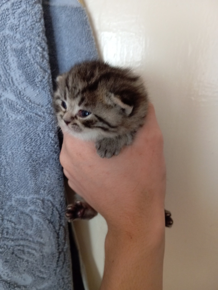 Шотландский Мальчик фолд