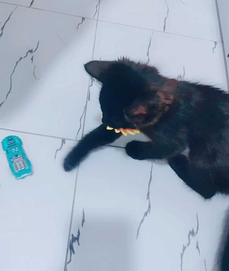 Отдам котёнка даром