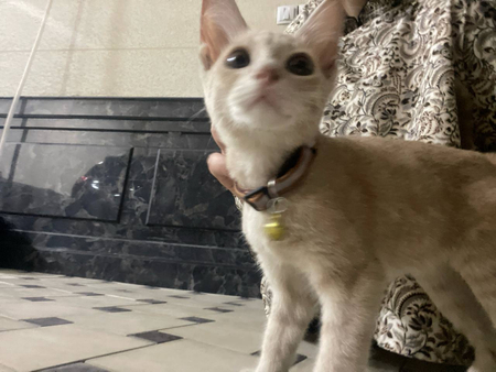 Котик маленький домашний очень милый