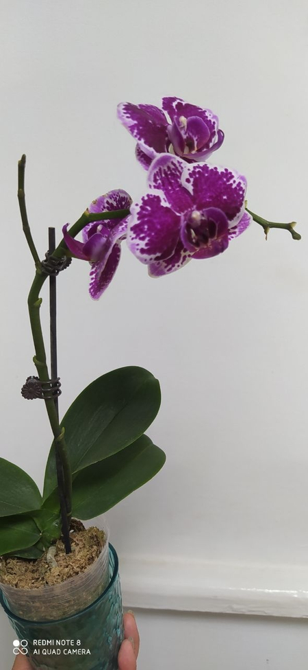 Орхидея Миди 36 /Phalaenopsis Orchid/
миди 39см