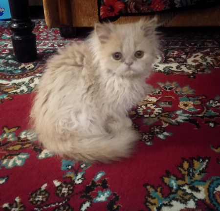 Продаются персидские котята