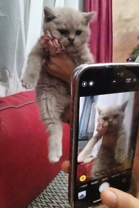 Новогодние чудо! Котята 2 мес Скоттиш Страйтики!