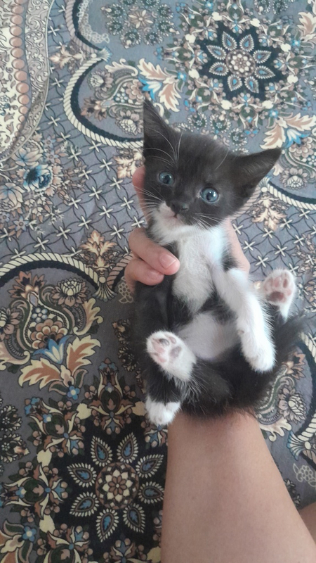 Домашние котенки 1,5 месяца