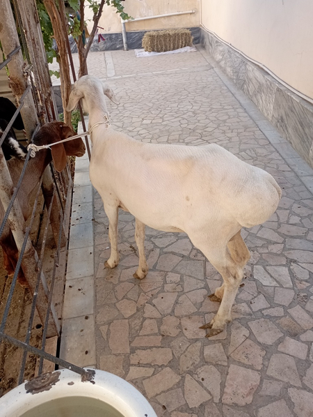 Moda barra sotiladi