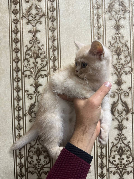 Mushuk o\\\'g\\\'ilbola Кот