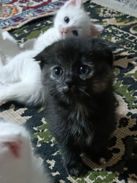 Продаются котята