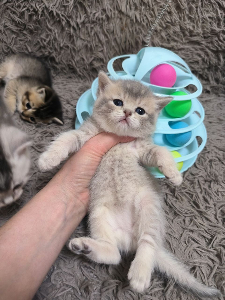 Щикарная девчонка
