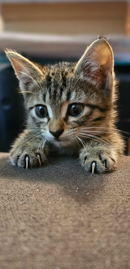 Котенок в хорошие руки