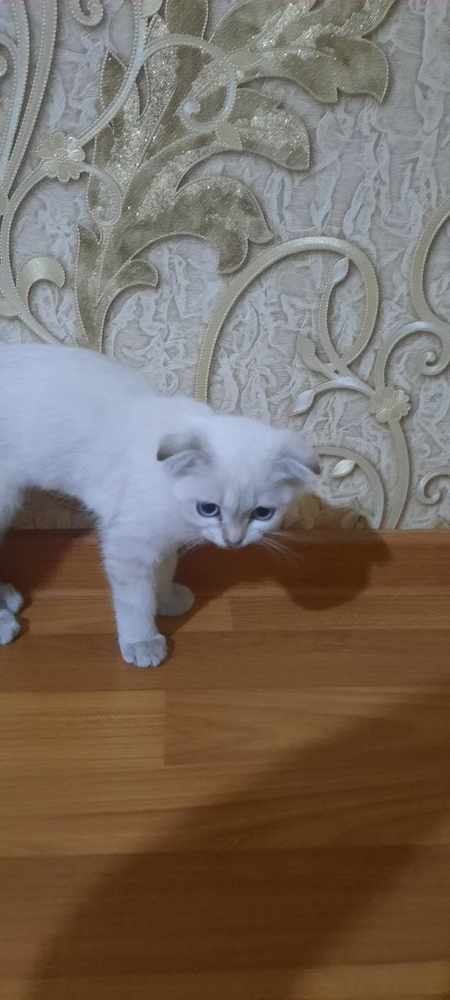 Scottish fold ogil 2 oyli