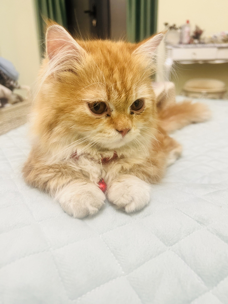 продается кот
