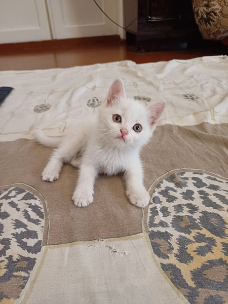 Mushukchala sotila 6ta