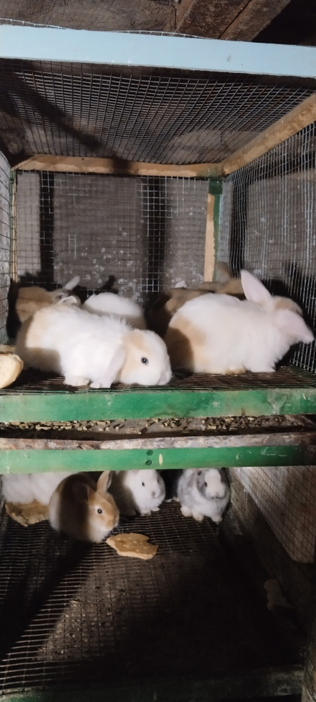 Karlik quyon bolalar sotiladi juda chiroylik