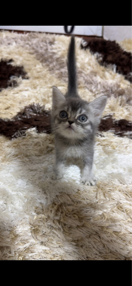 Скотиш страйты мпльчики