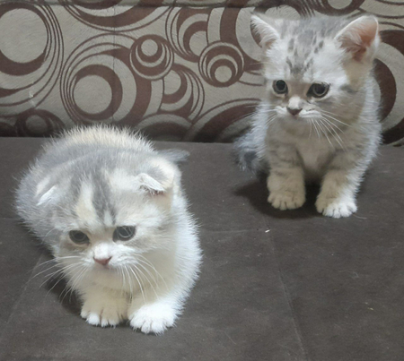 Продаю котенок в хорошие руки