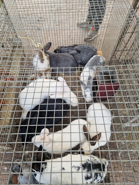 Quyon sergili dehqon bozorda sotiladi