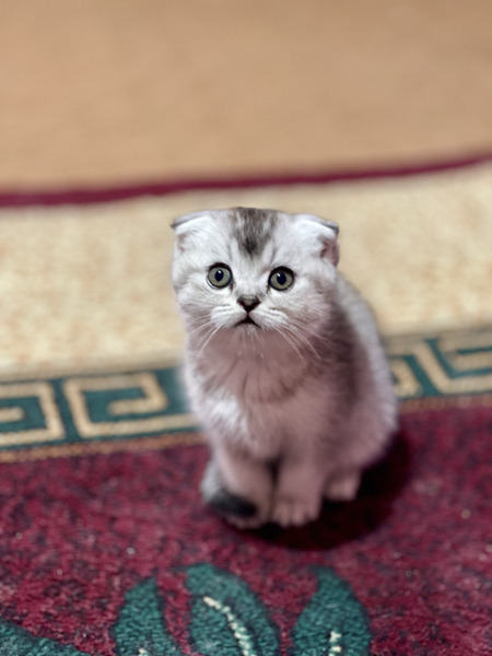 Котята шотландские в продажу!