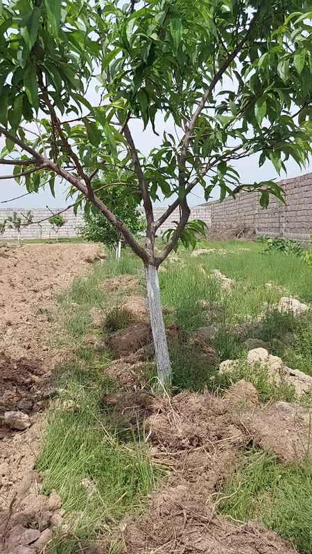 Dacha Дача 6 sot yer  Piskent