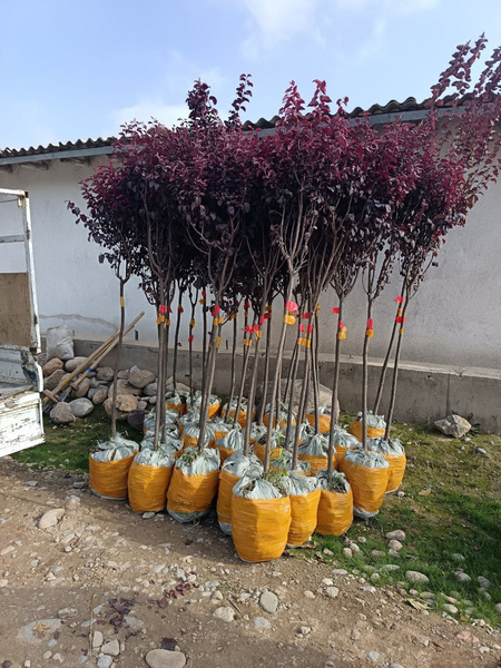 Manzarali daraxtlar archalar galiboyyel oq archa chinor sliva
