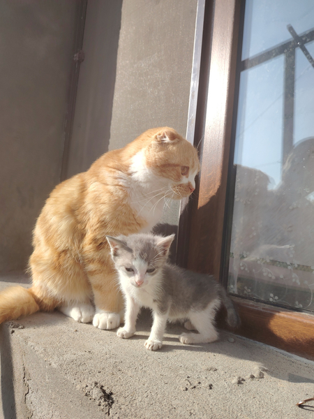 Котёнок красивый озорной